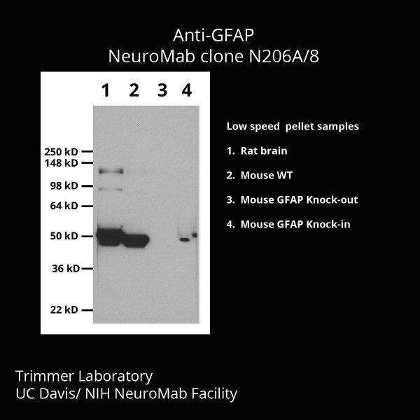 GFAP Antibody (N206A/8) - DSHB