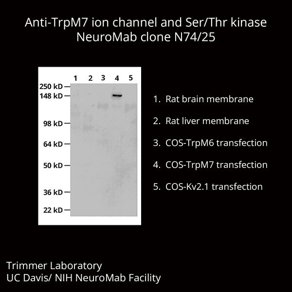 Trpm7 Antibody (N74/25) - DSHB
