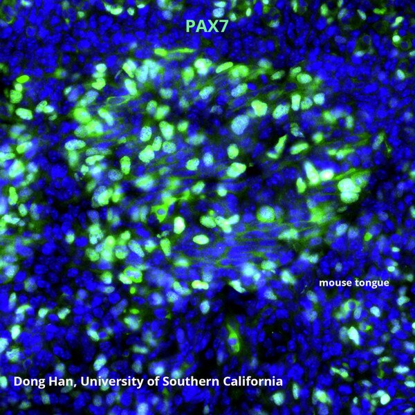 Pax7 Antibody (PAX7) - DSHB