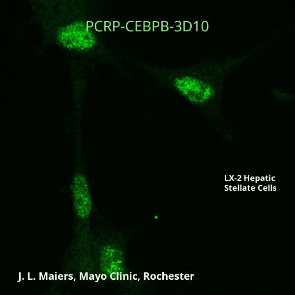 CEBPB Antibody (PCRP-CEBPB-3D10) - DSHB