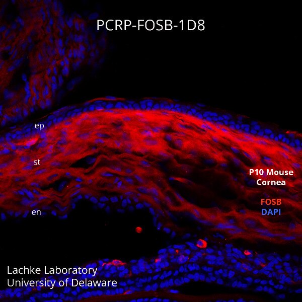 FOSB Antibody (PCRP-FOSB-1D8) - DSHB