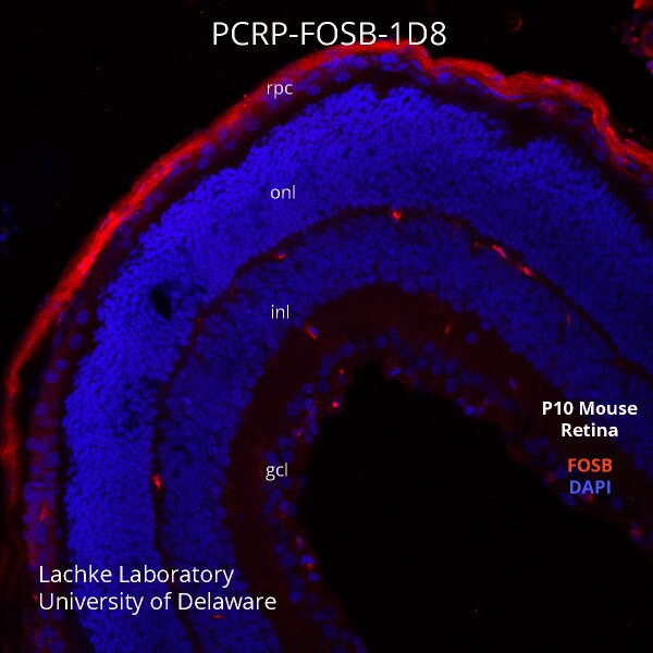 FOSB Antibody (PCRP-FOSB-1D8) - DSHB