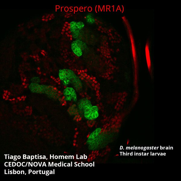 Pros Antibody (Prospero (MR1A)) - DSHB