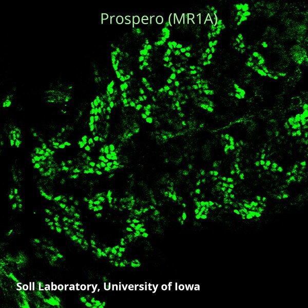 Pros Antibody (Prospero (MR1A)) - DSHB