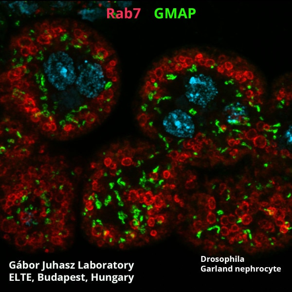 Rab7 Antibody (Rab7) - DSHB